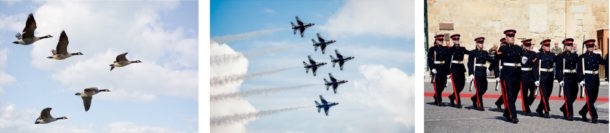 Team Alignment Is For the Birds! | Seapoint Center for Collaborative ...